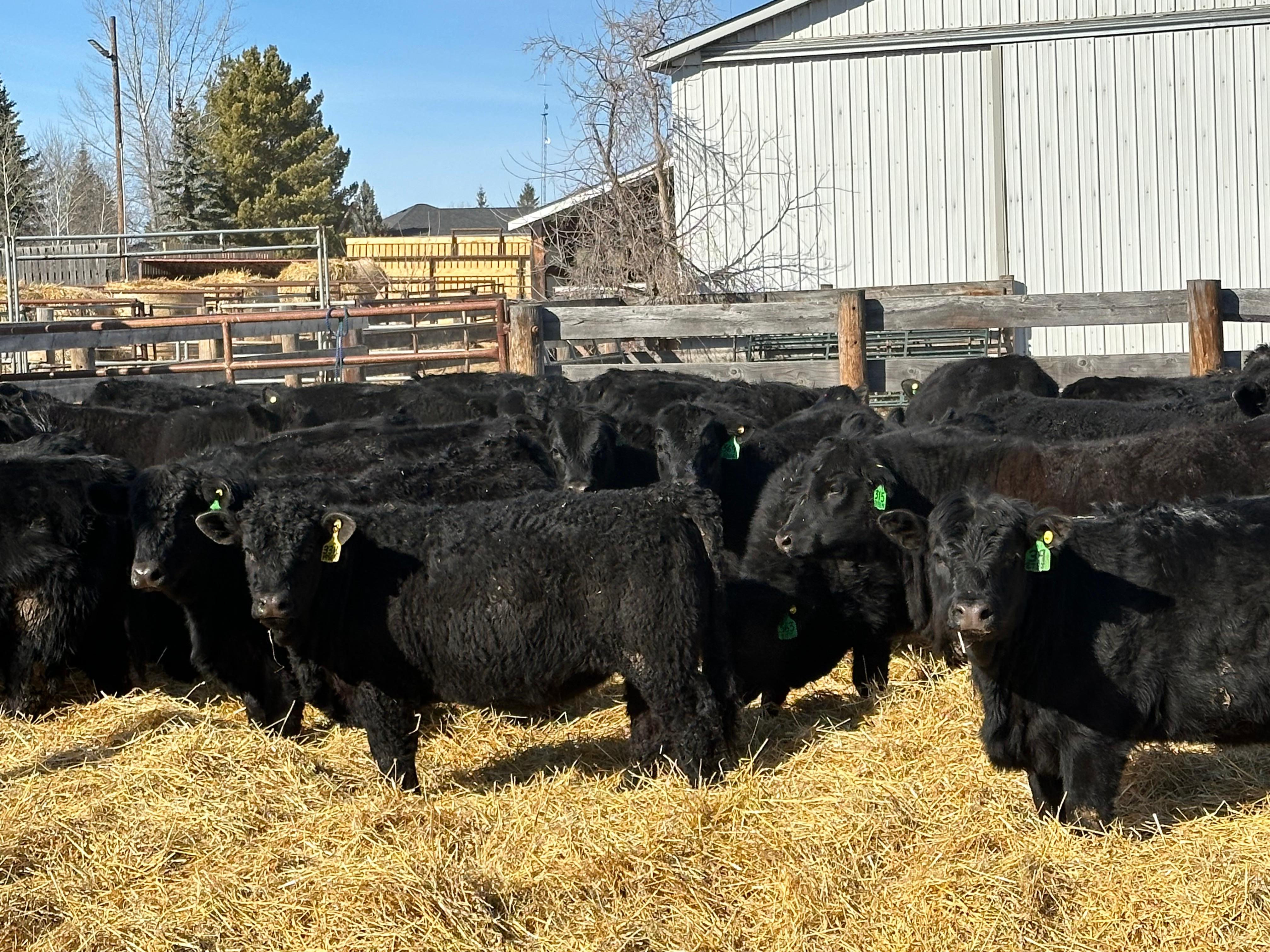 Northern Livestock Sales