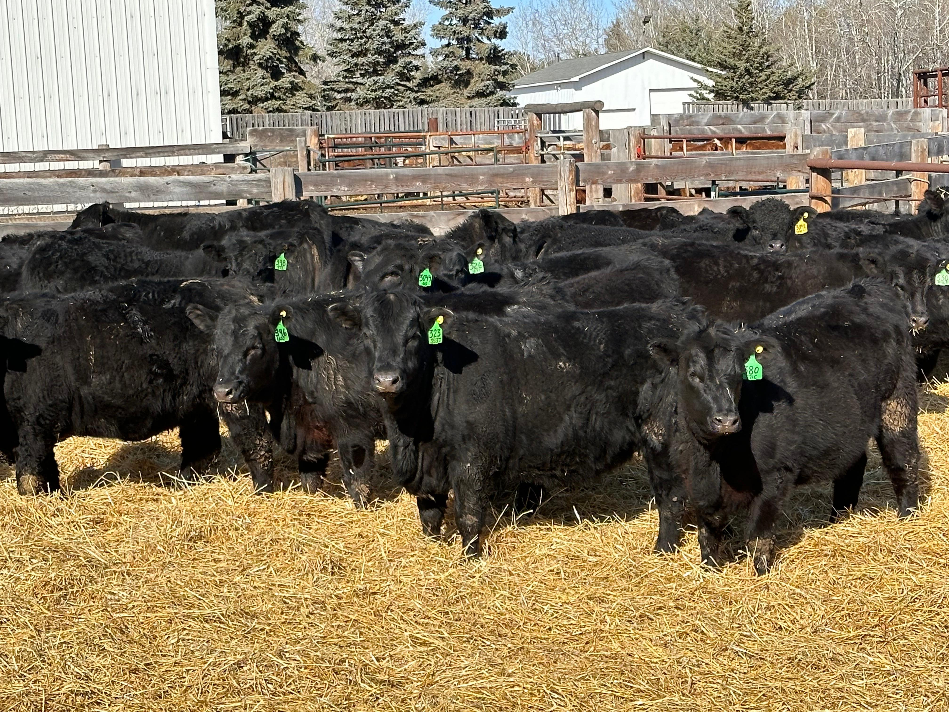 Northern Livestock Sales