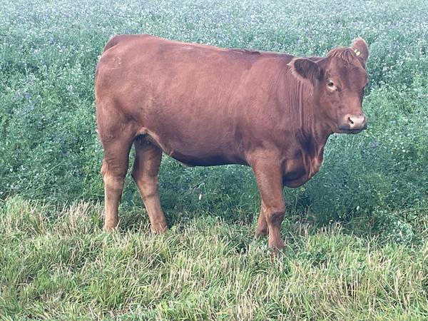 Northern Livestock Sales