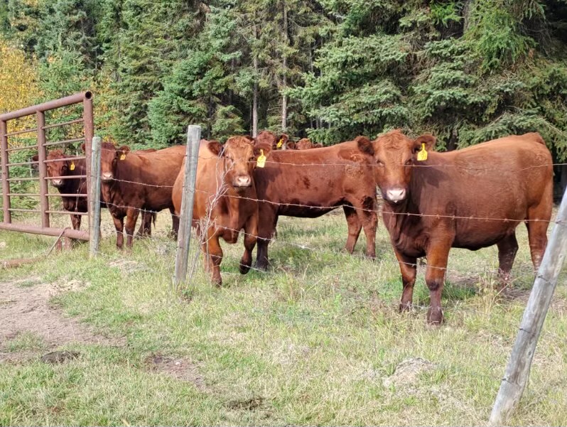 Northern Livestock Sales