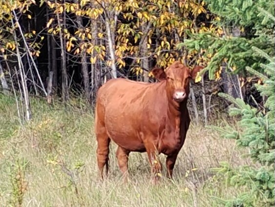 Northern Livestock Sales
