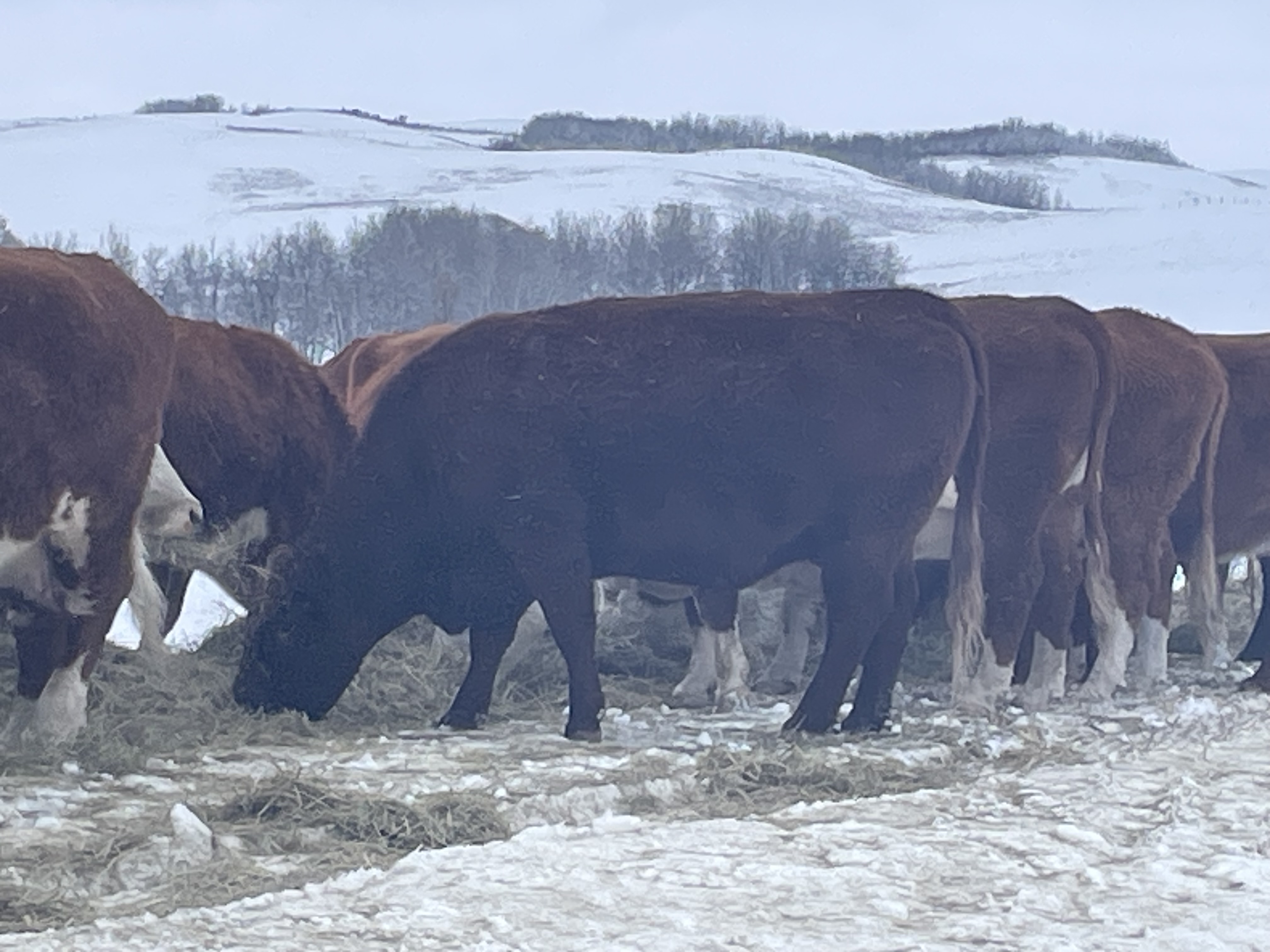 Northern Livestock Sales