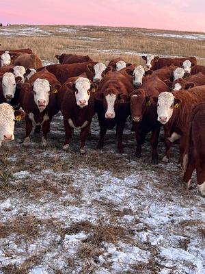 Northern Livestock Sales