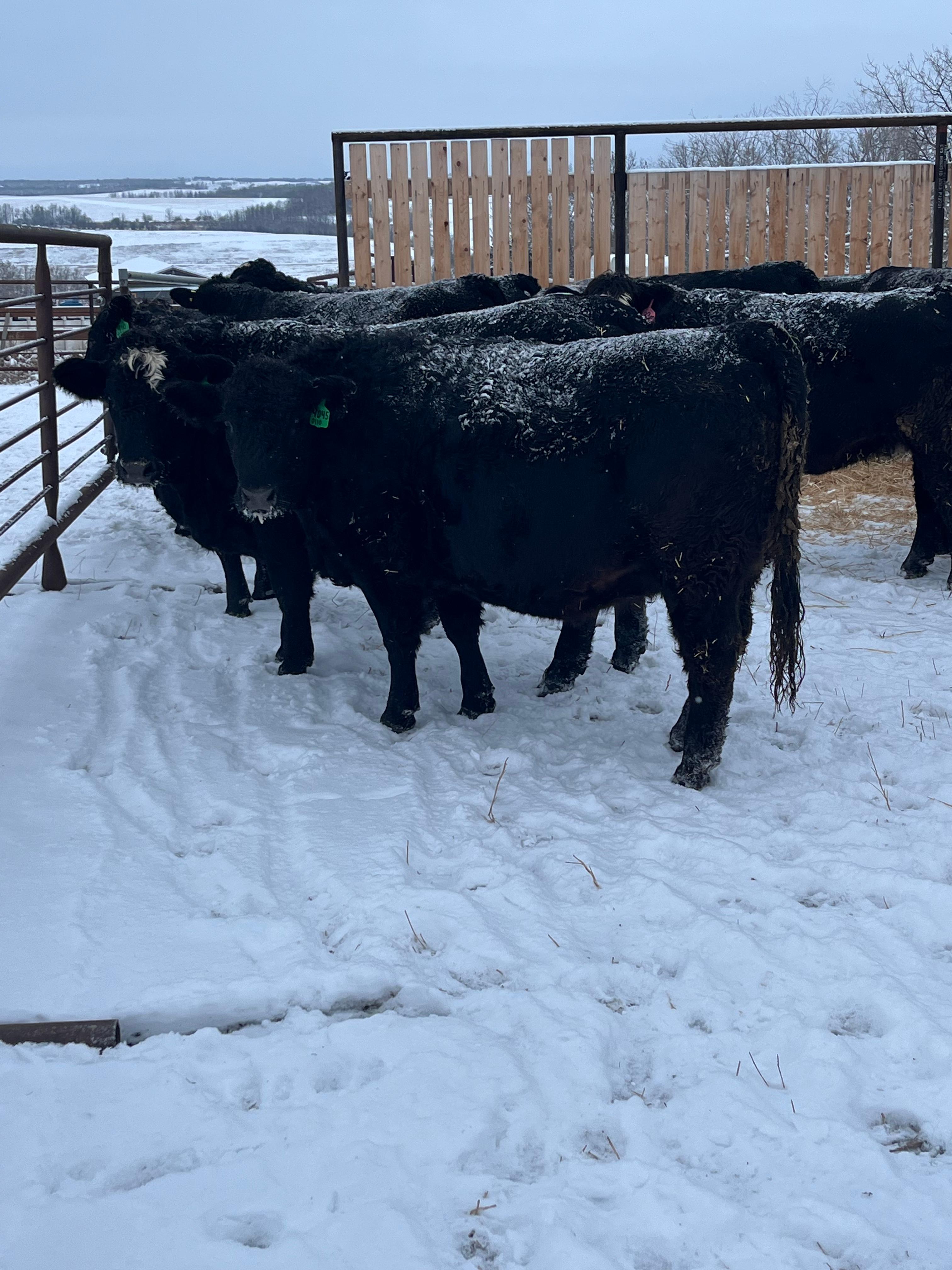 Northern Livestock Sales