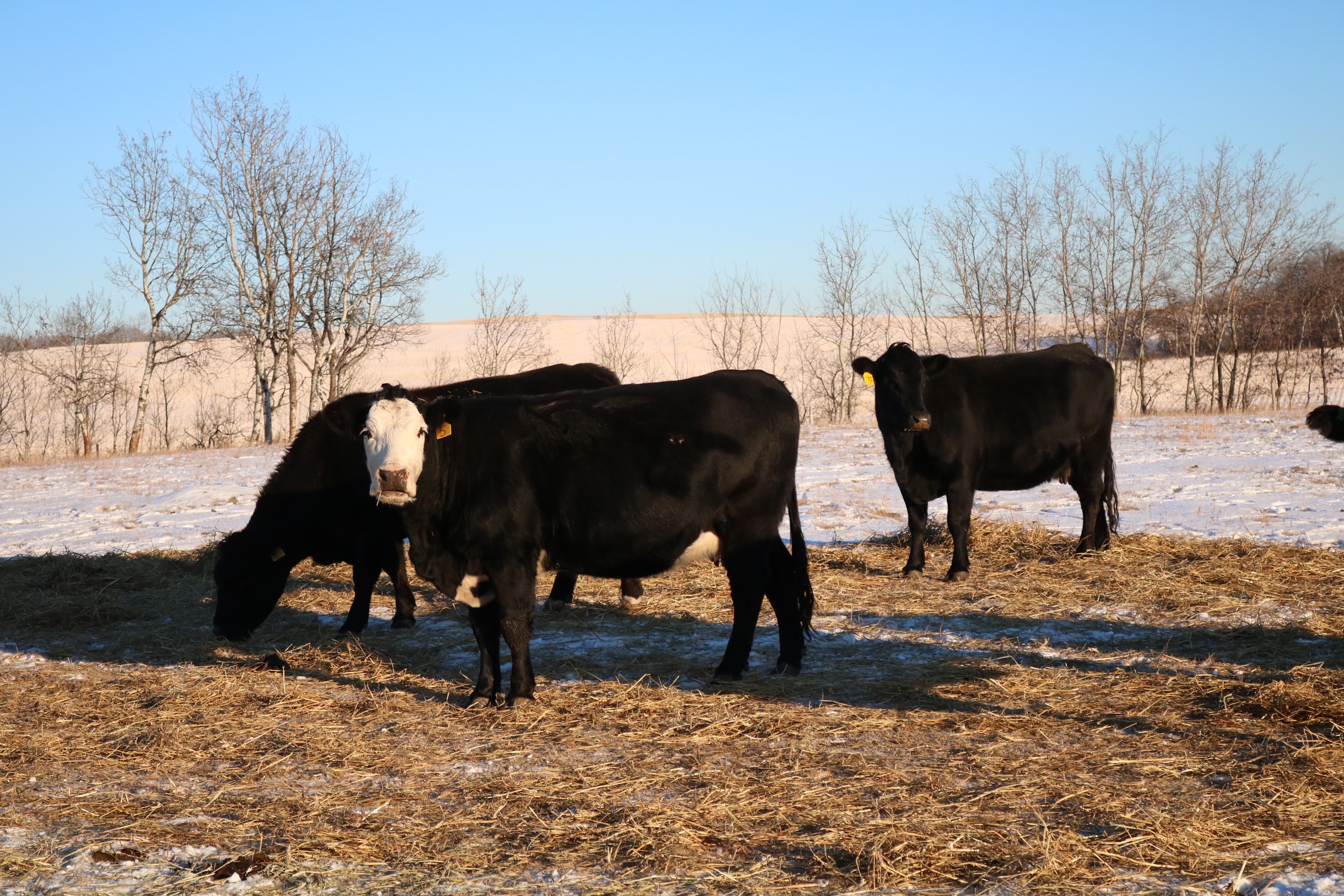 Northern Livestock Sales