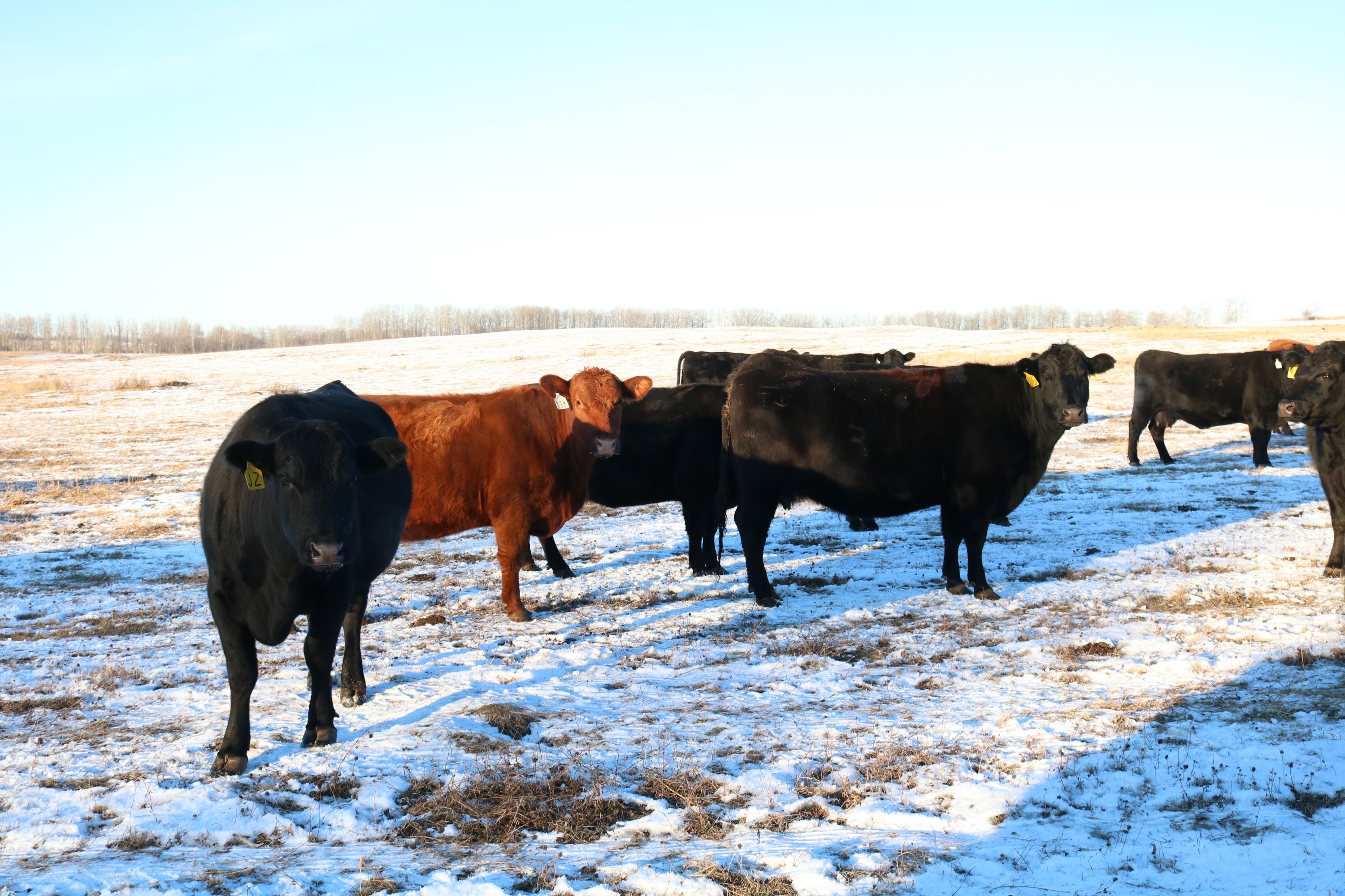 Northern Livestock Sales
