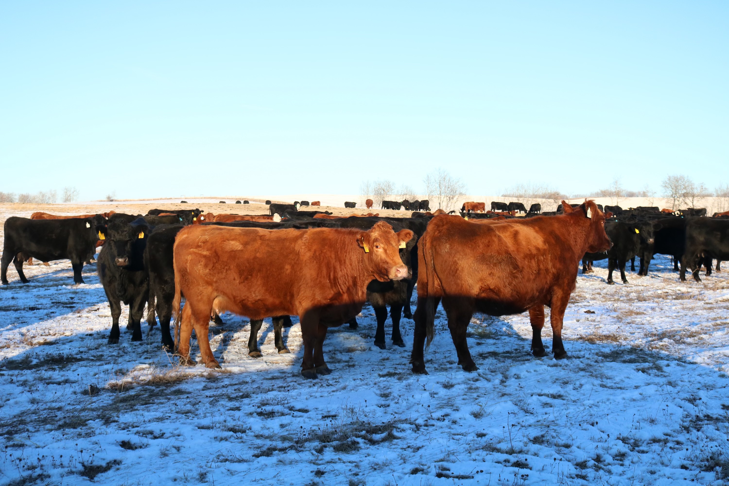 Northern Livestock Sales