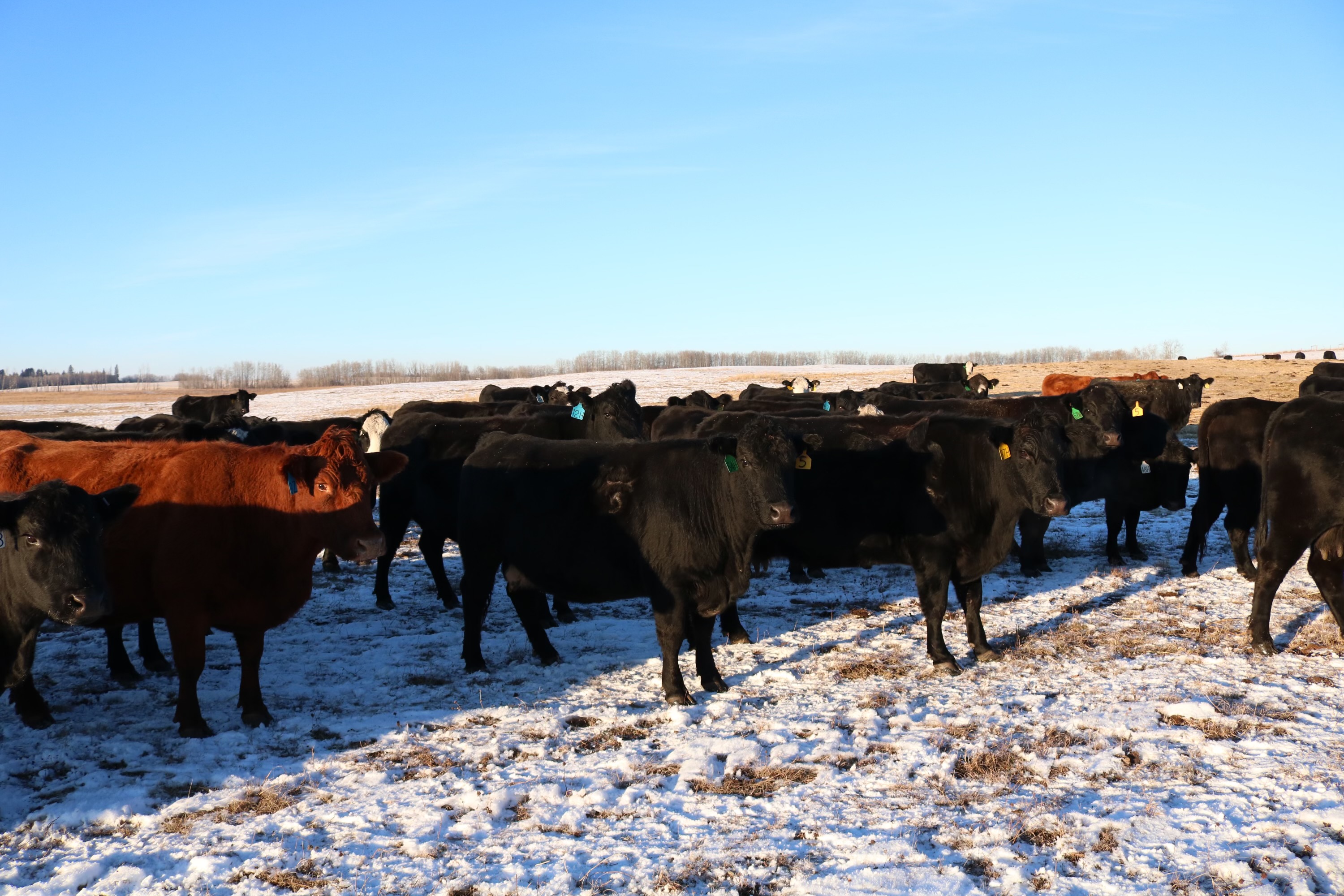 Northern Livestock Sales