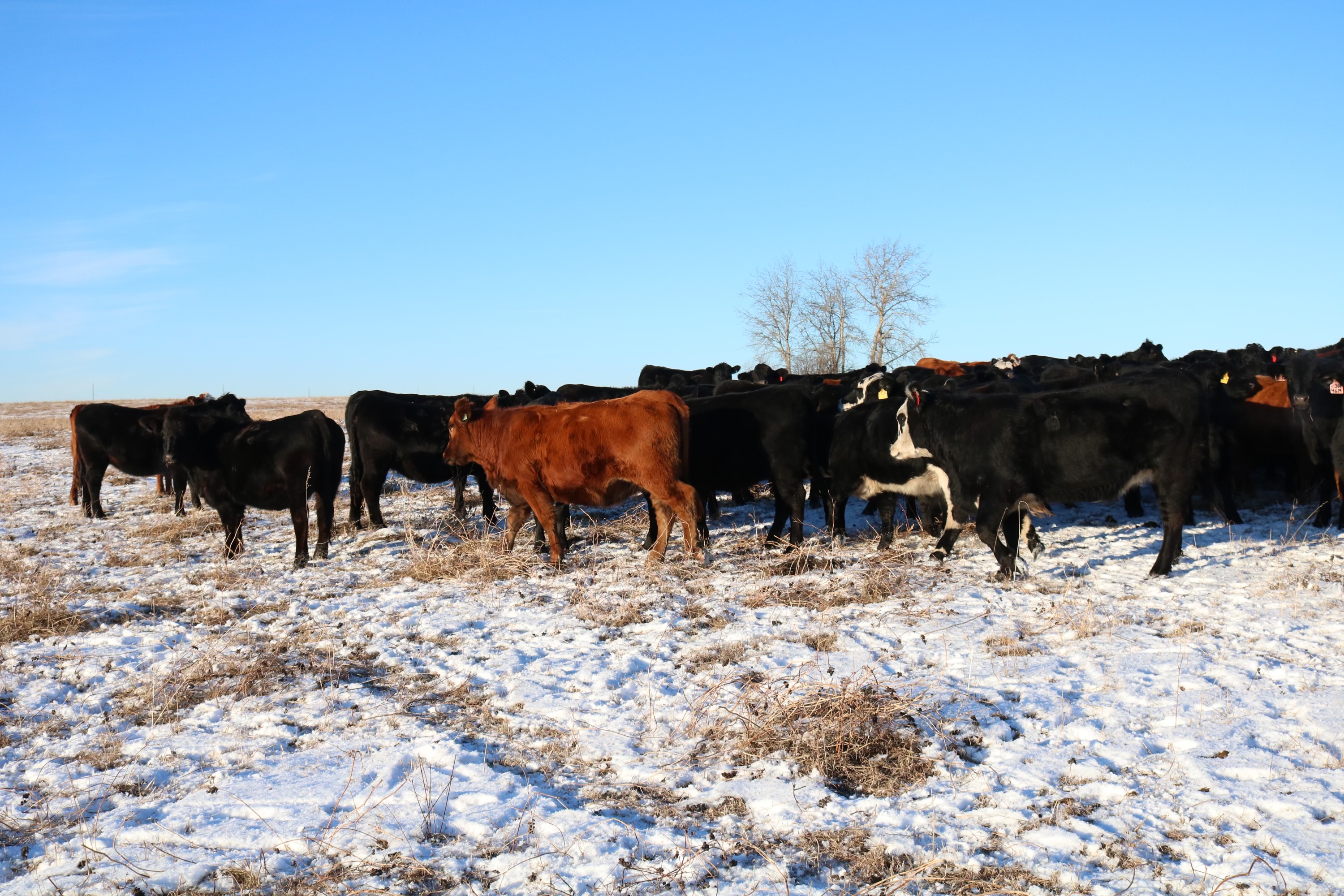 Northern Livestock Sales