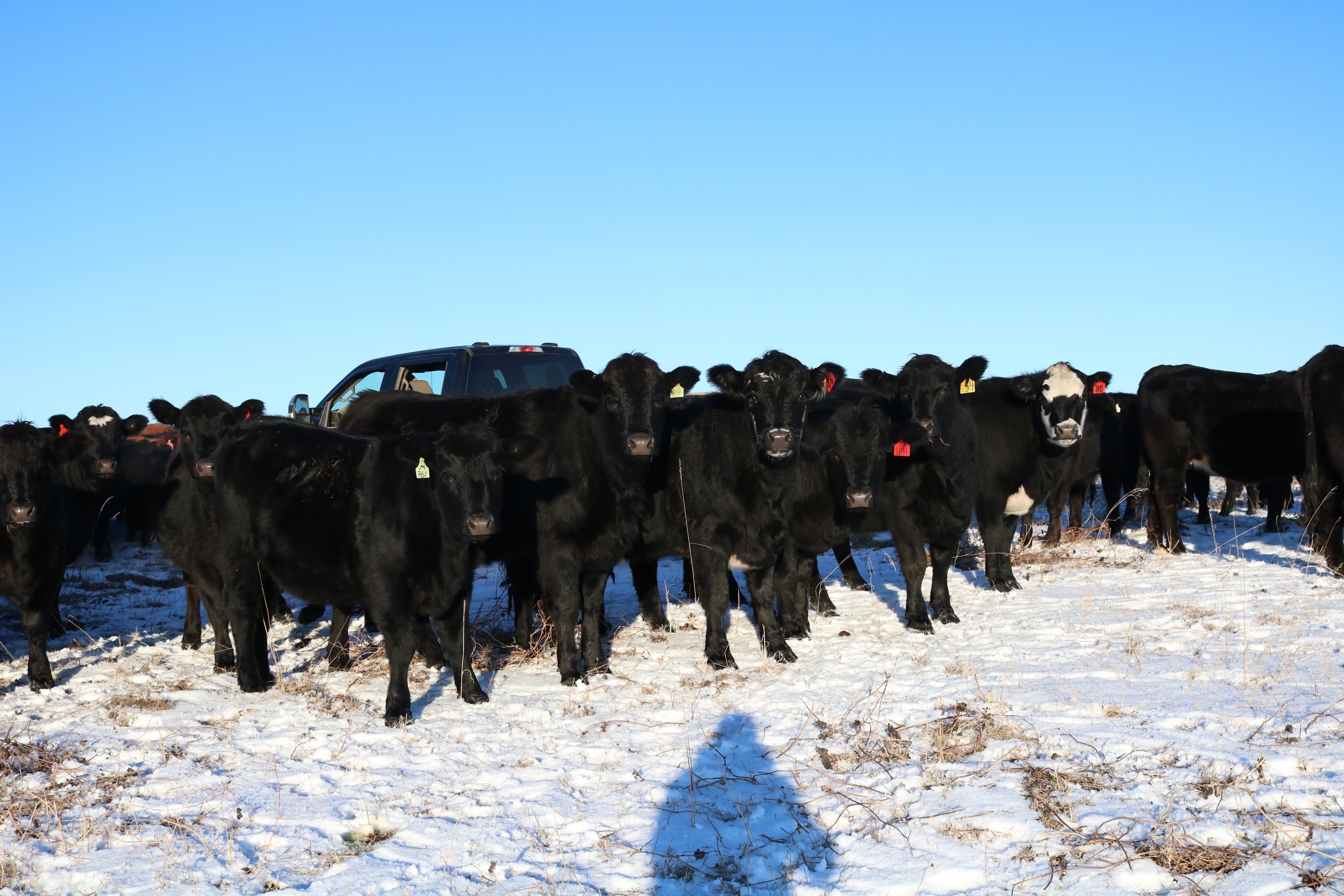 Northern Livestock Sales