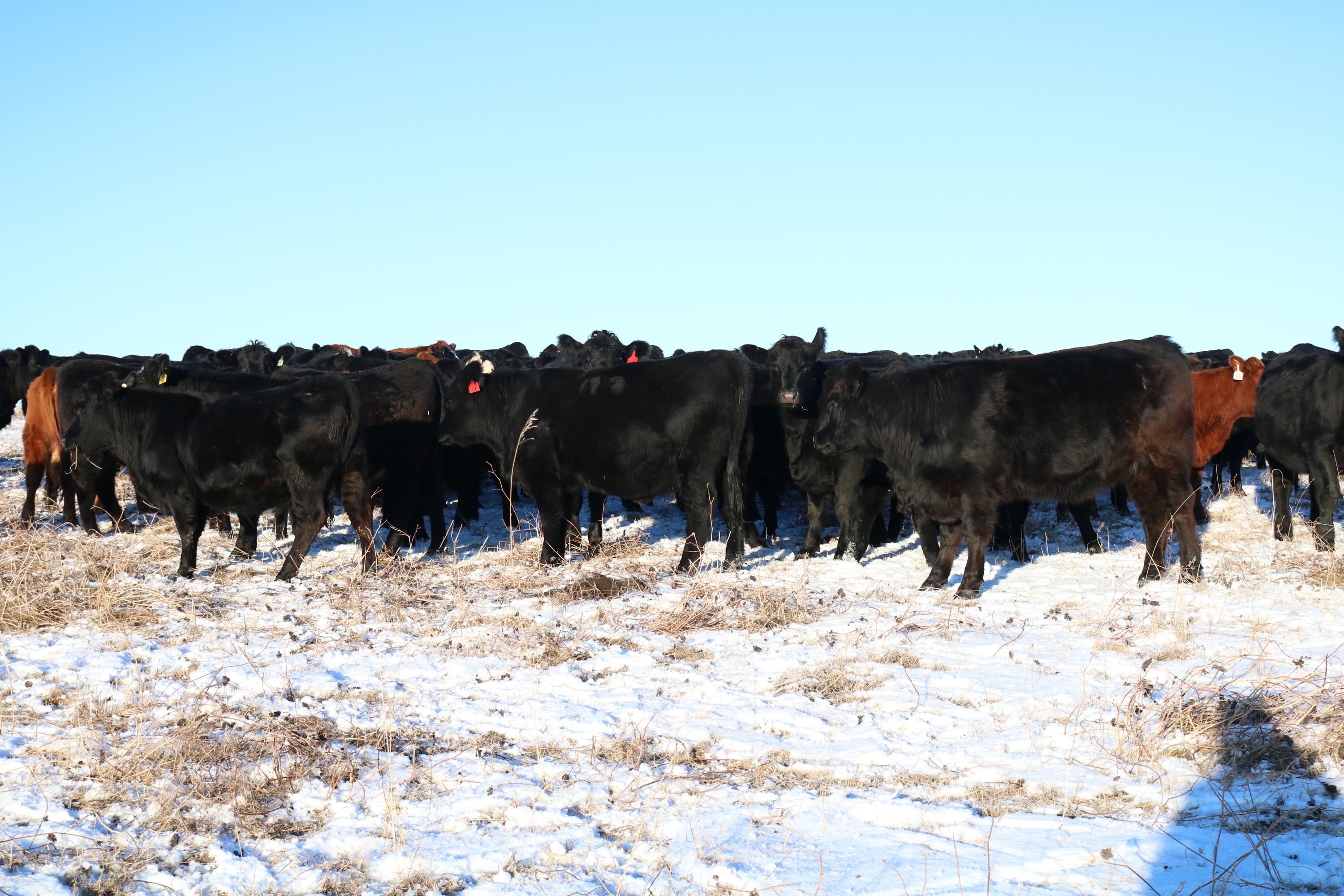 Northern Livestock Sales