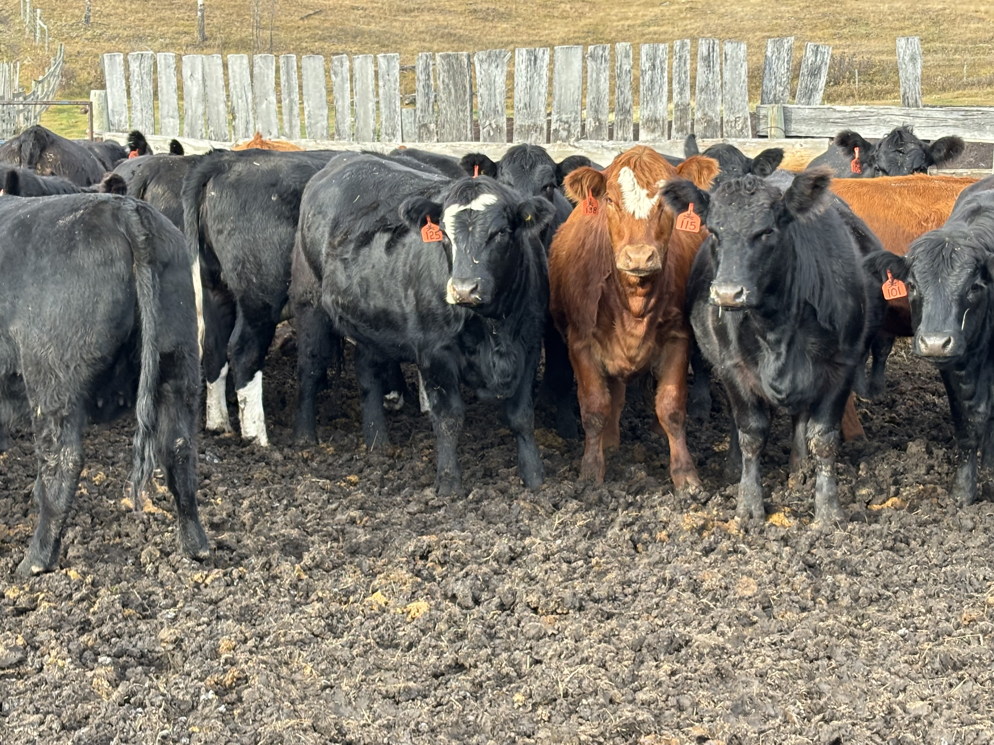 Northern Livestock Sales