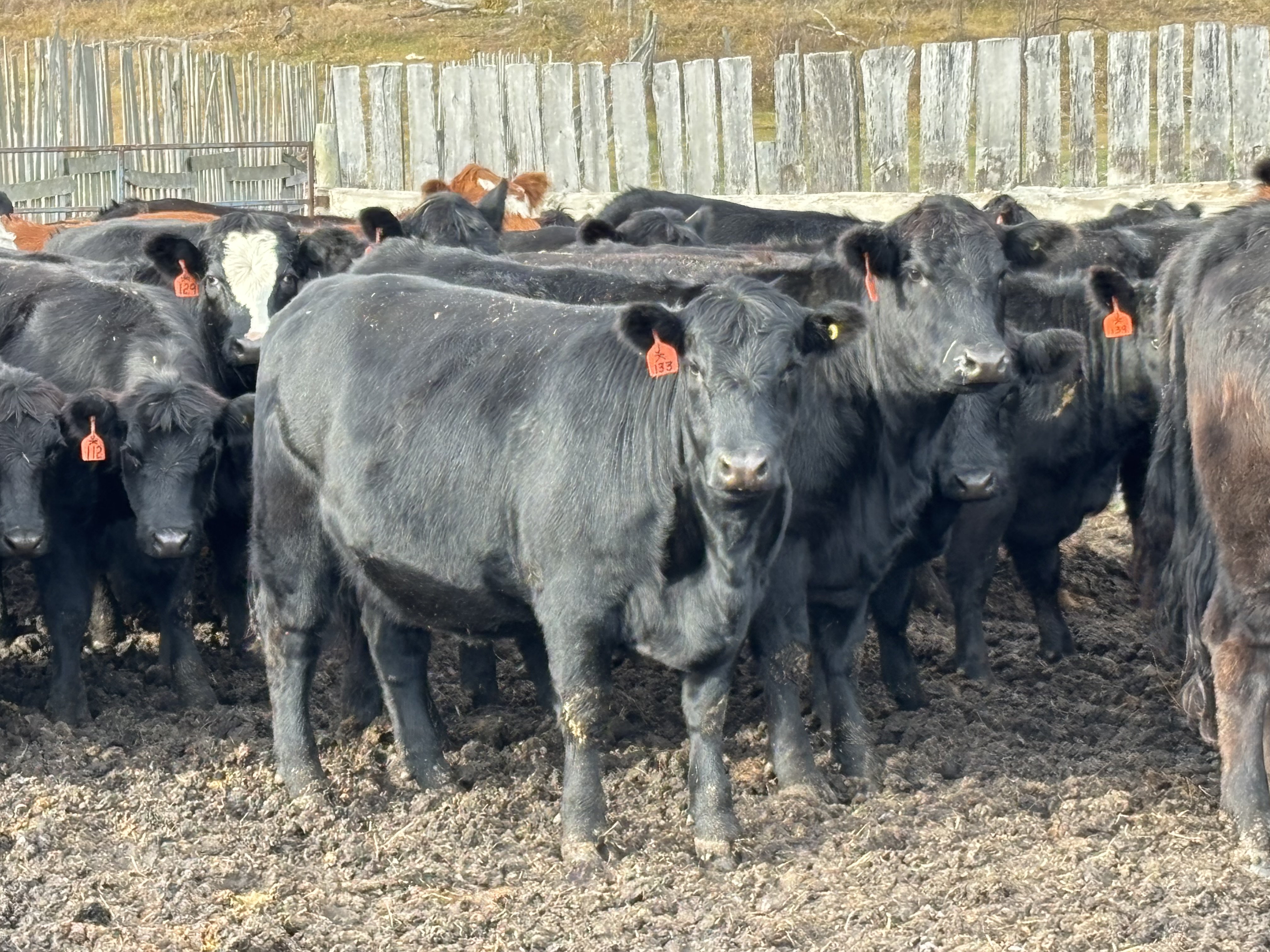 Northern Livestock Sales