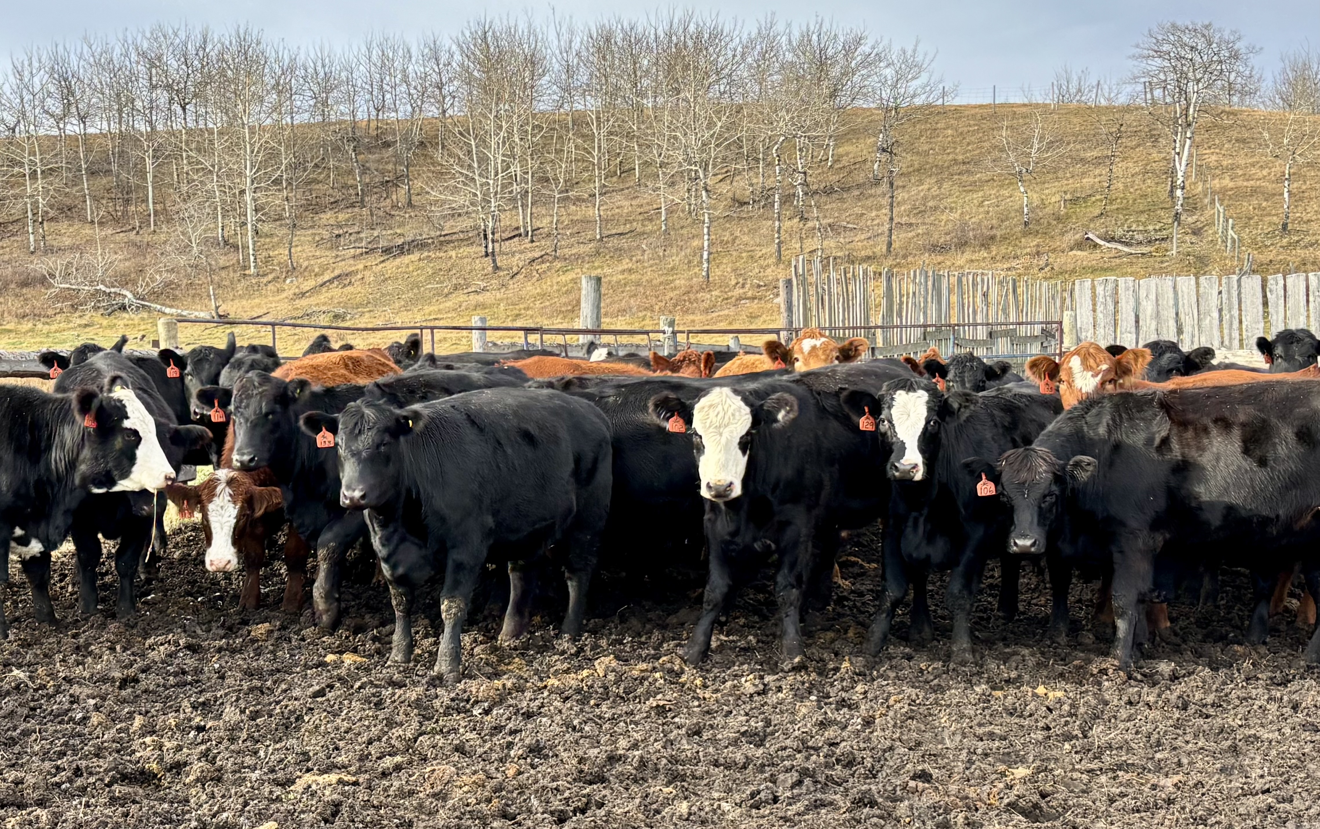 Northern Livestock Sales