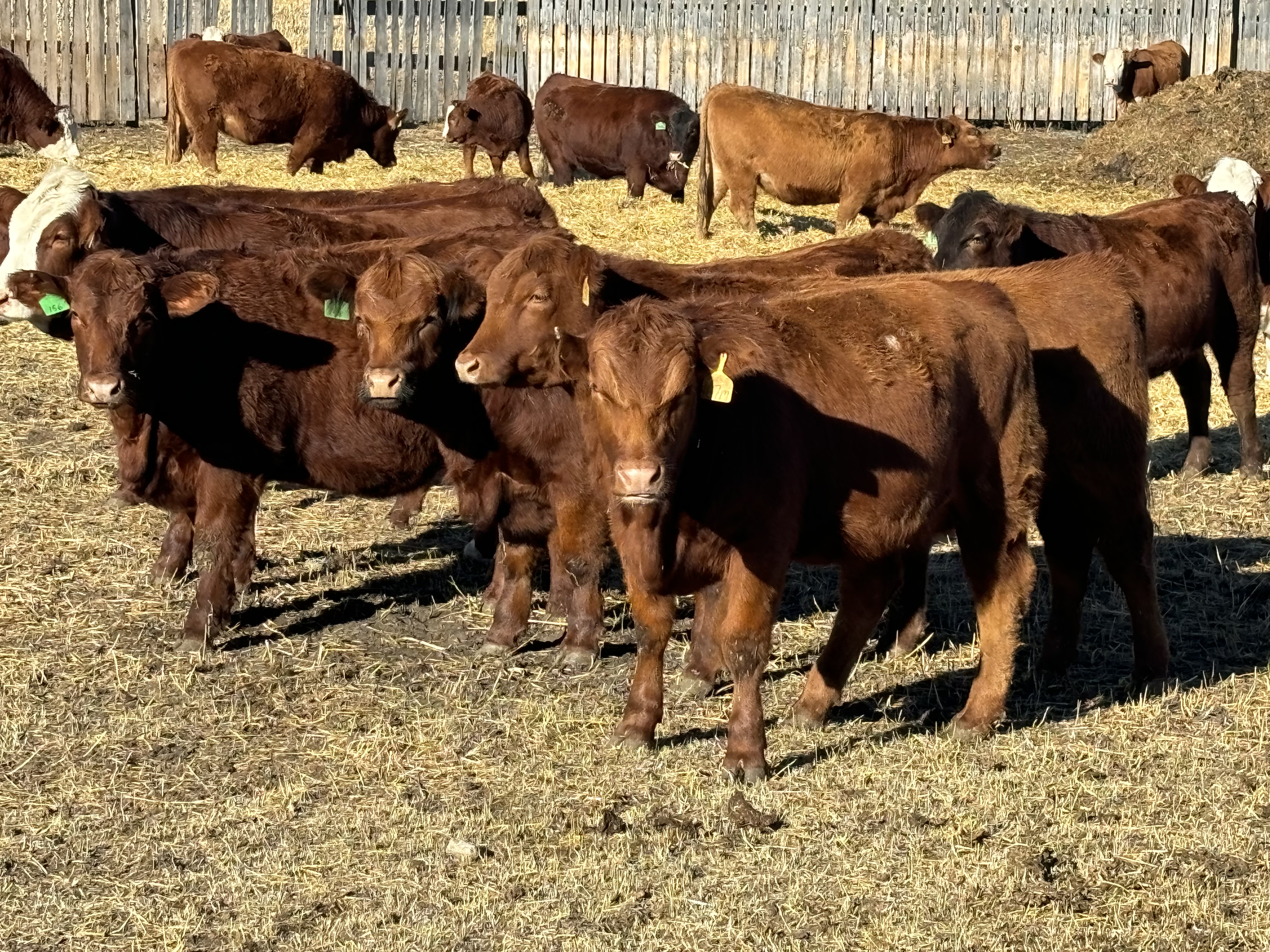 Northern Livestock Sales