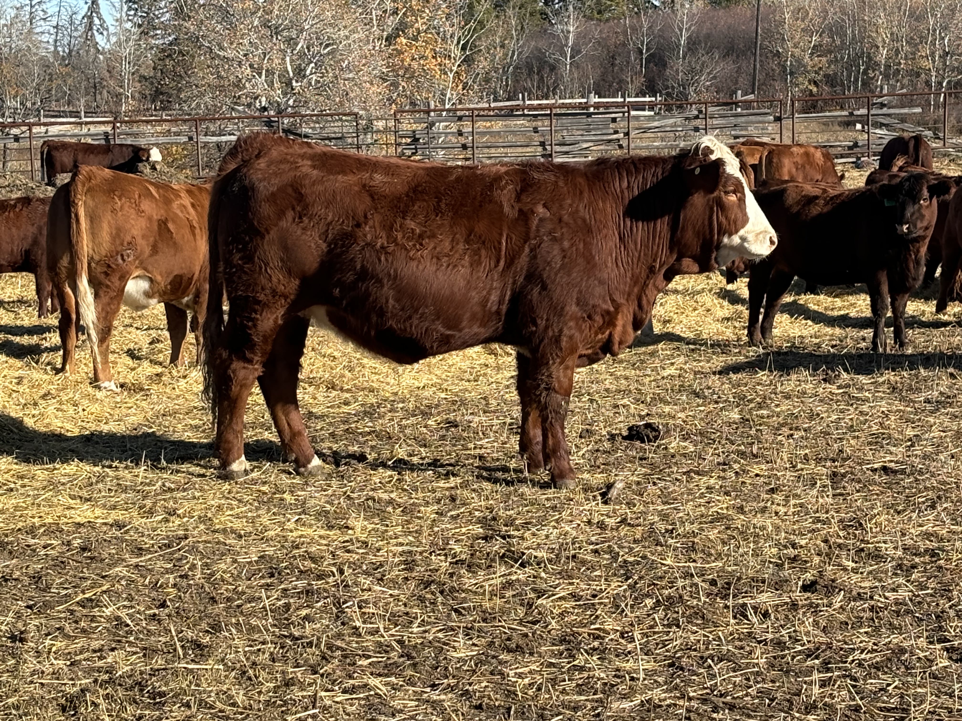 Northern Livestock Sales