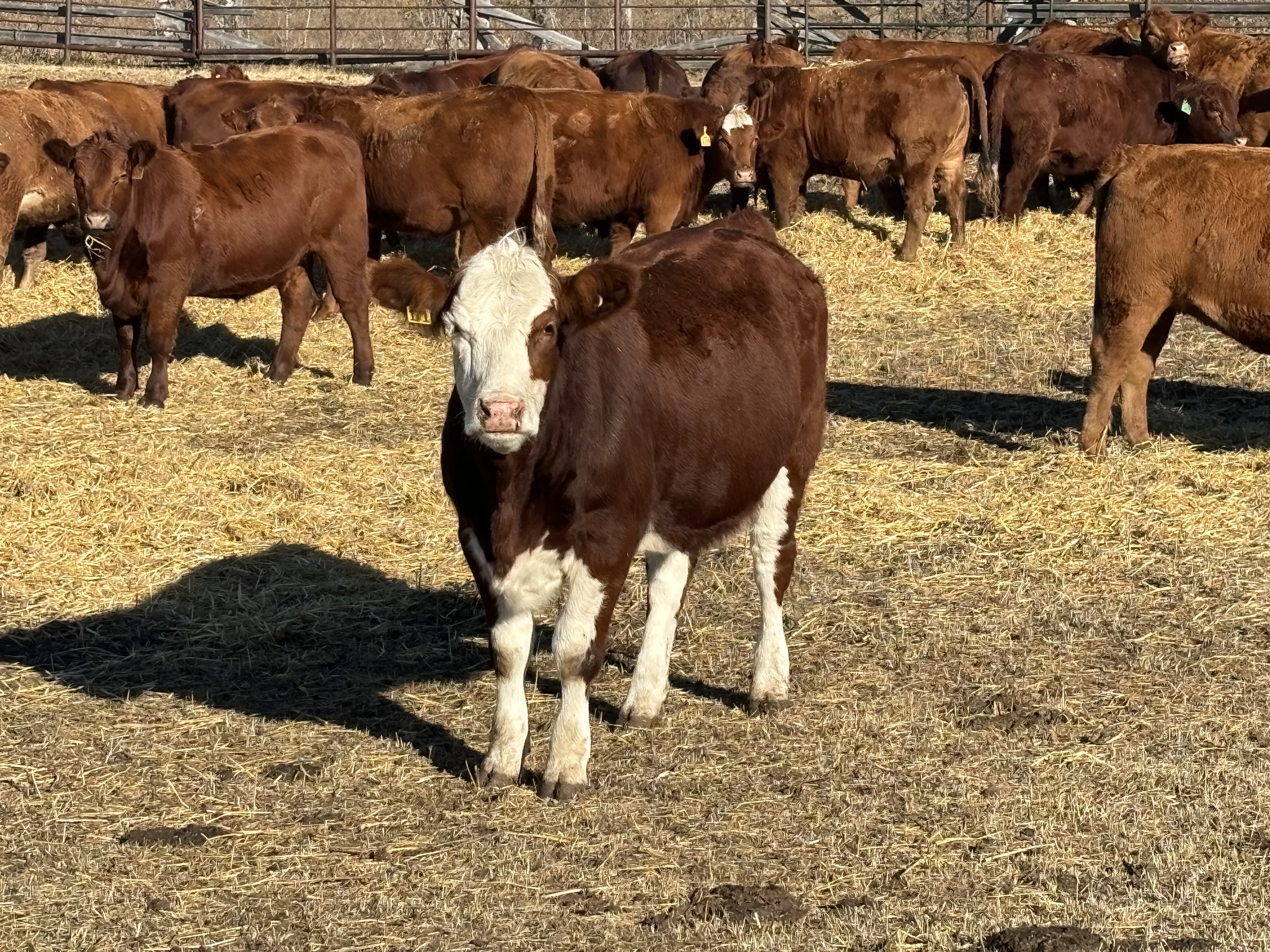 Northern Livestock Sales