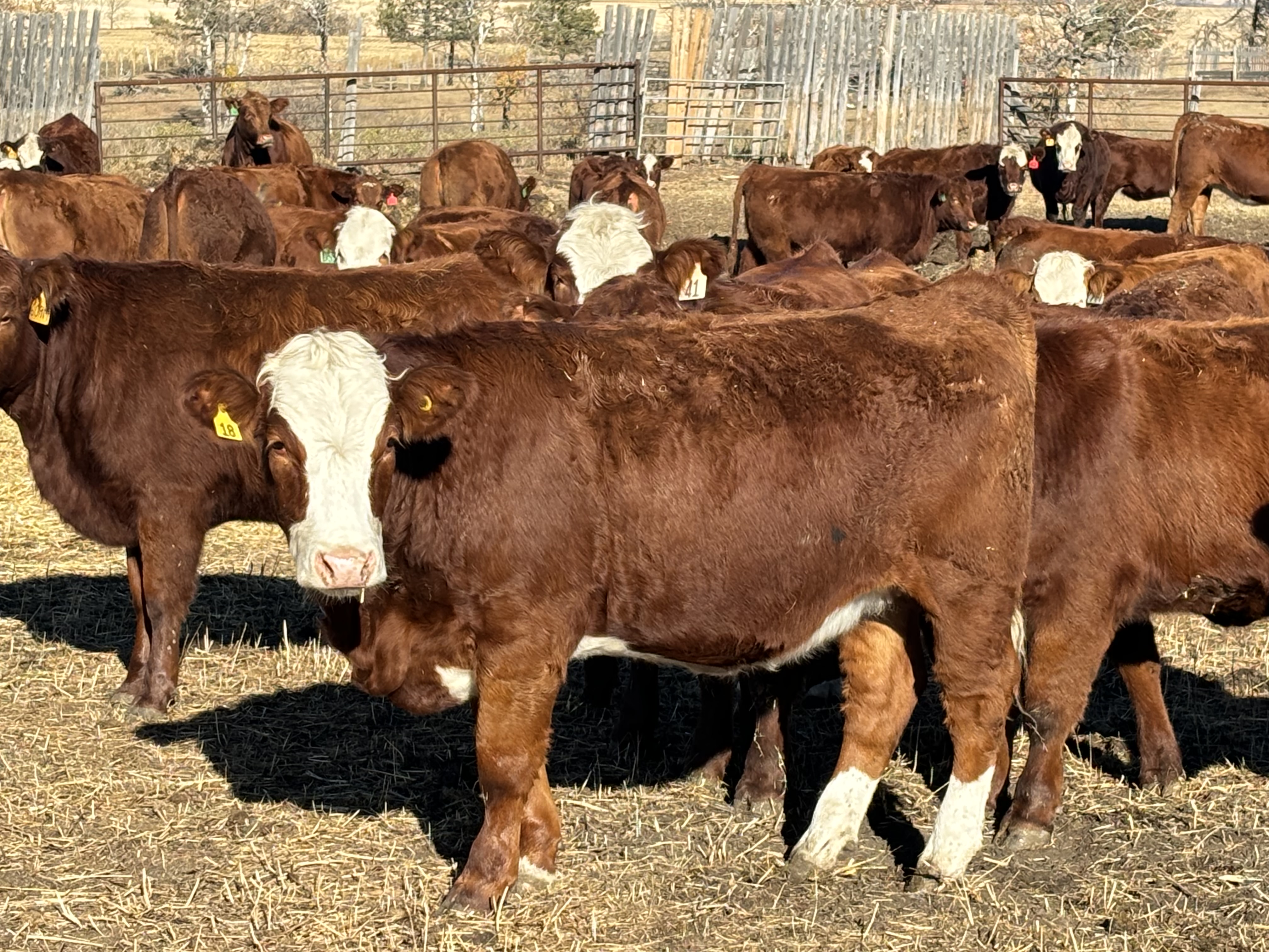 Northern Livestock Sales