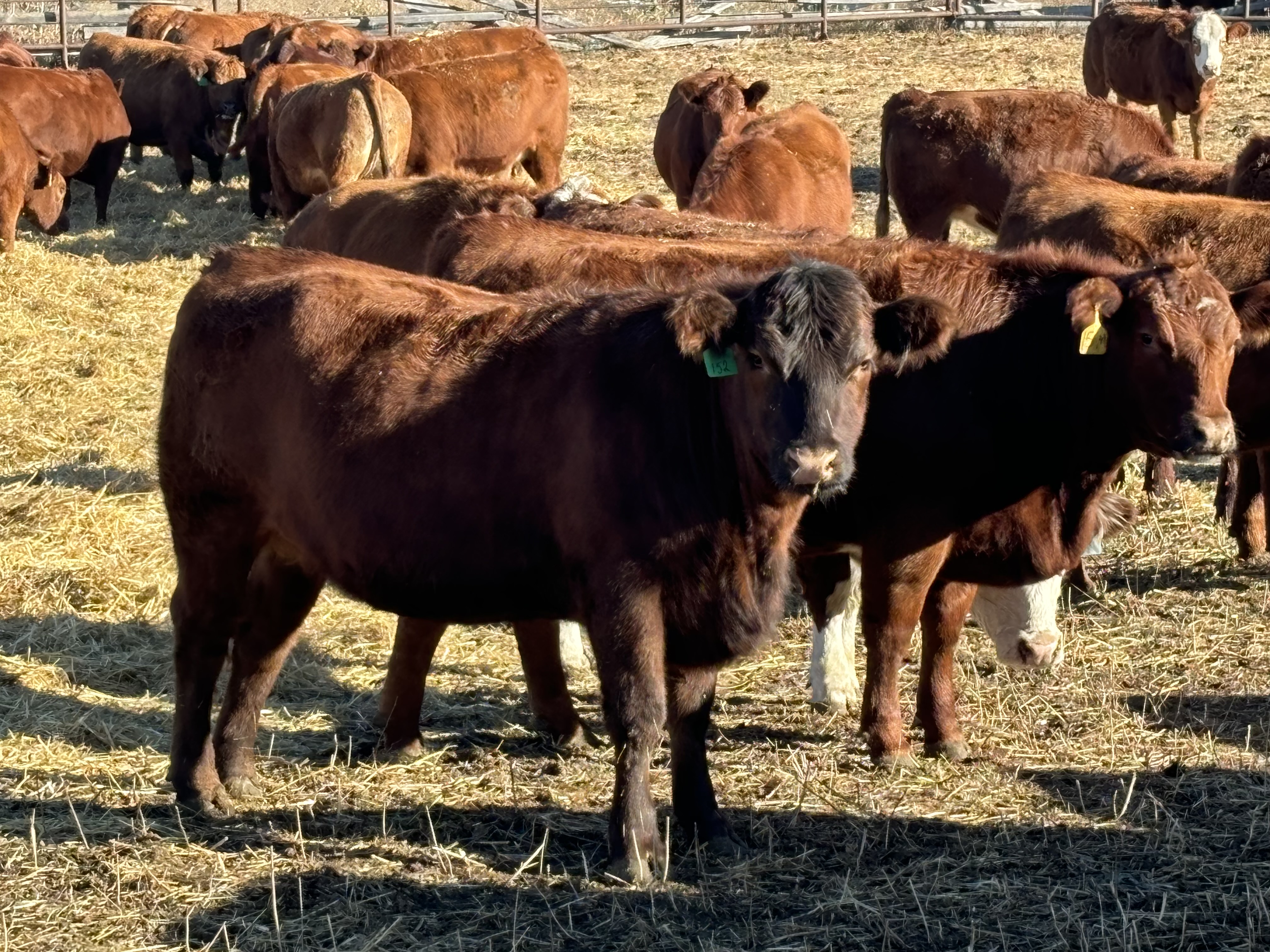 Northern Livestock Sales