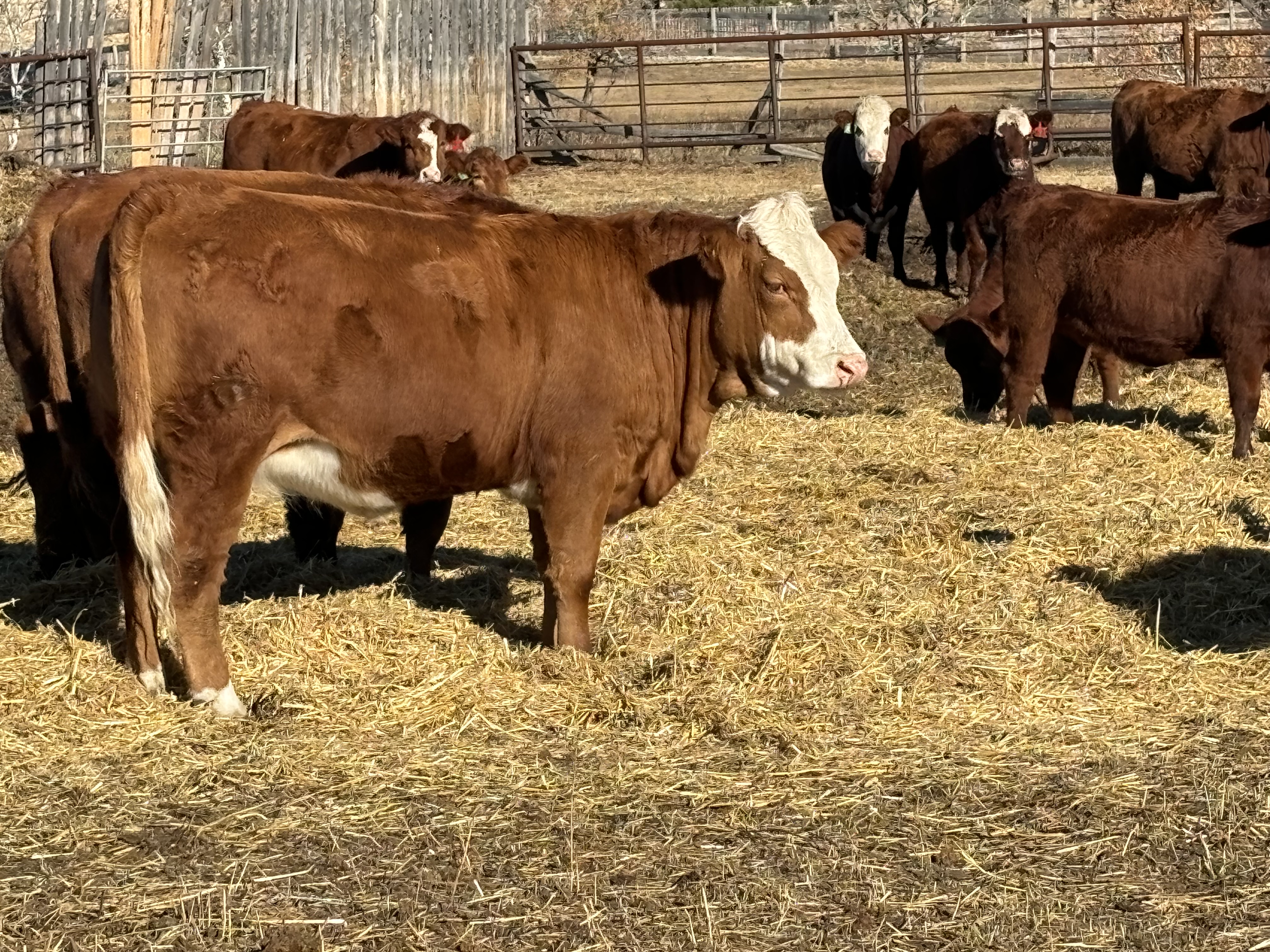 Northern Livestock Sales