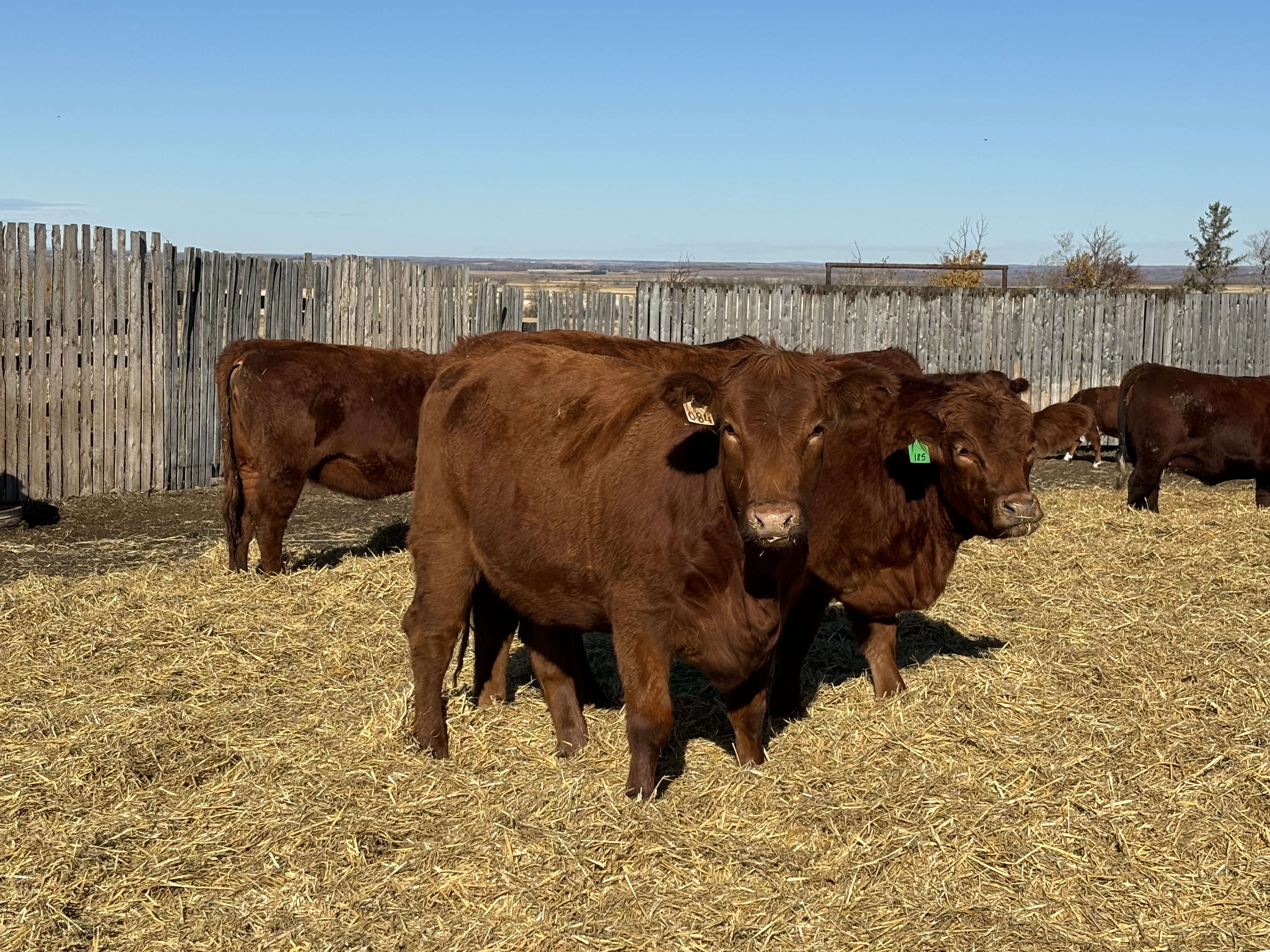 Northern Livestock Sales