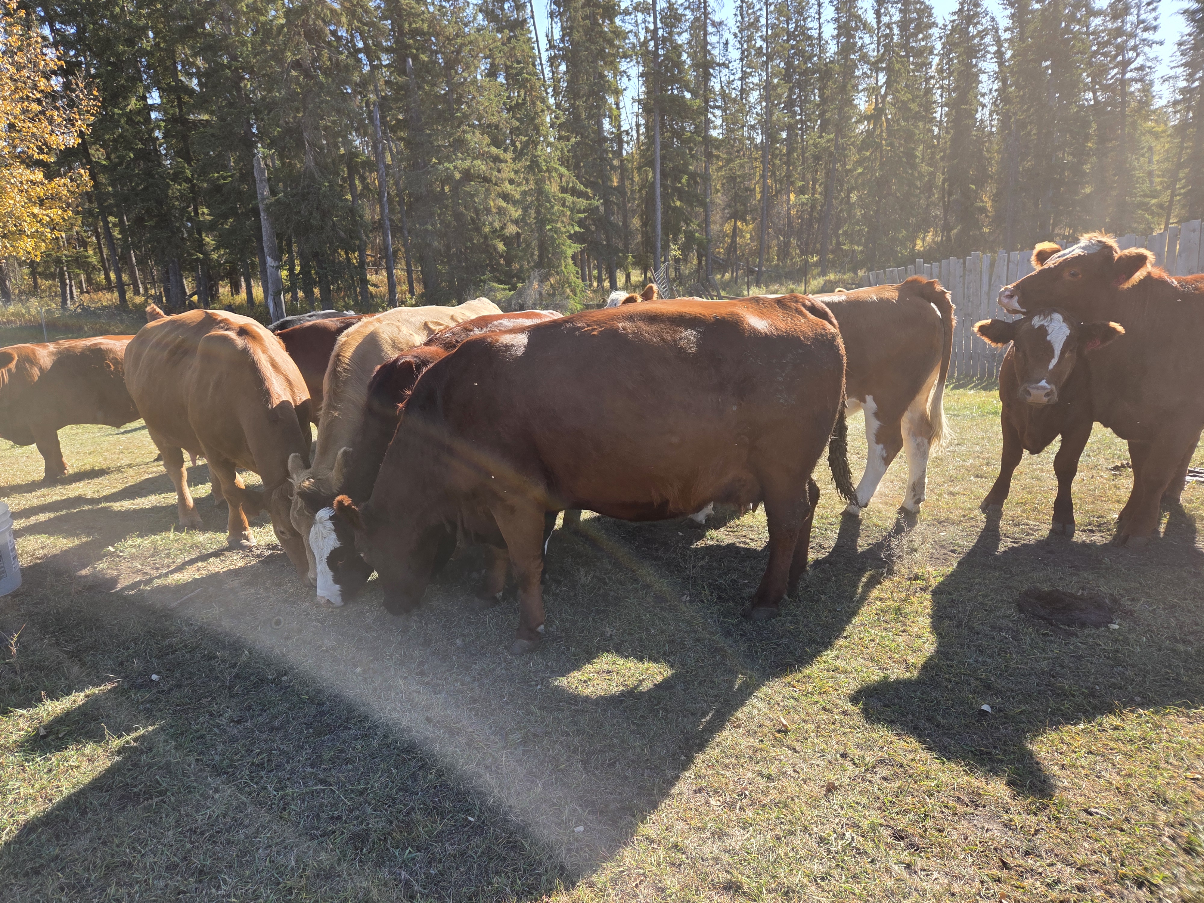 Northern Livestock Sales