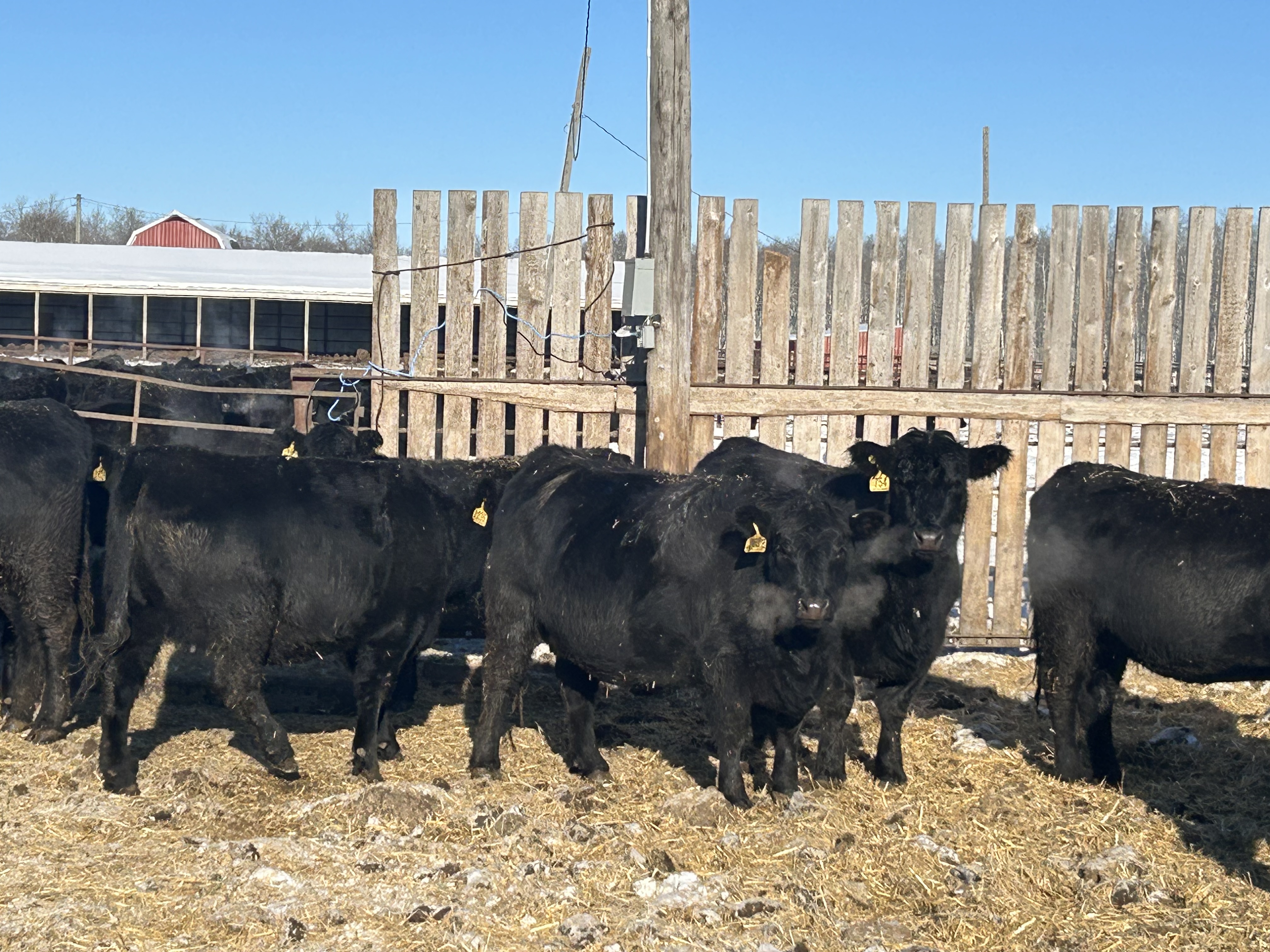 Northern Livestock Sales