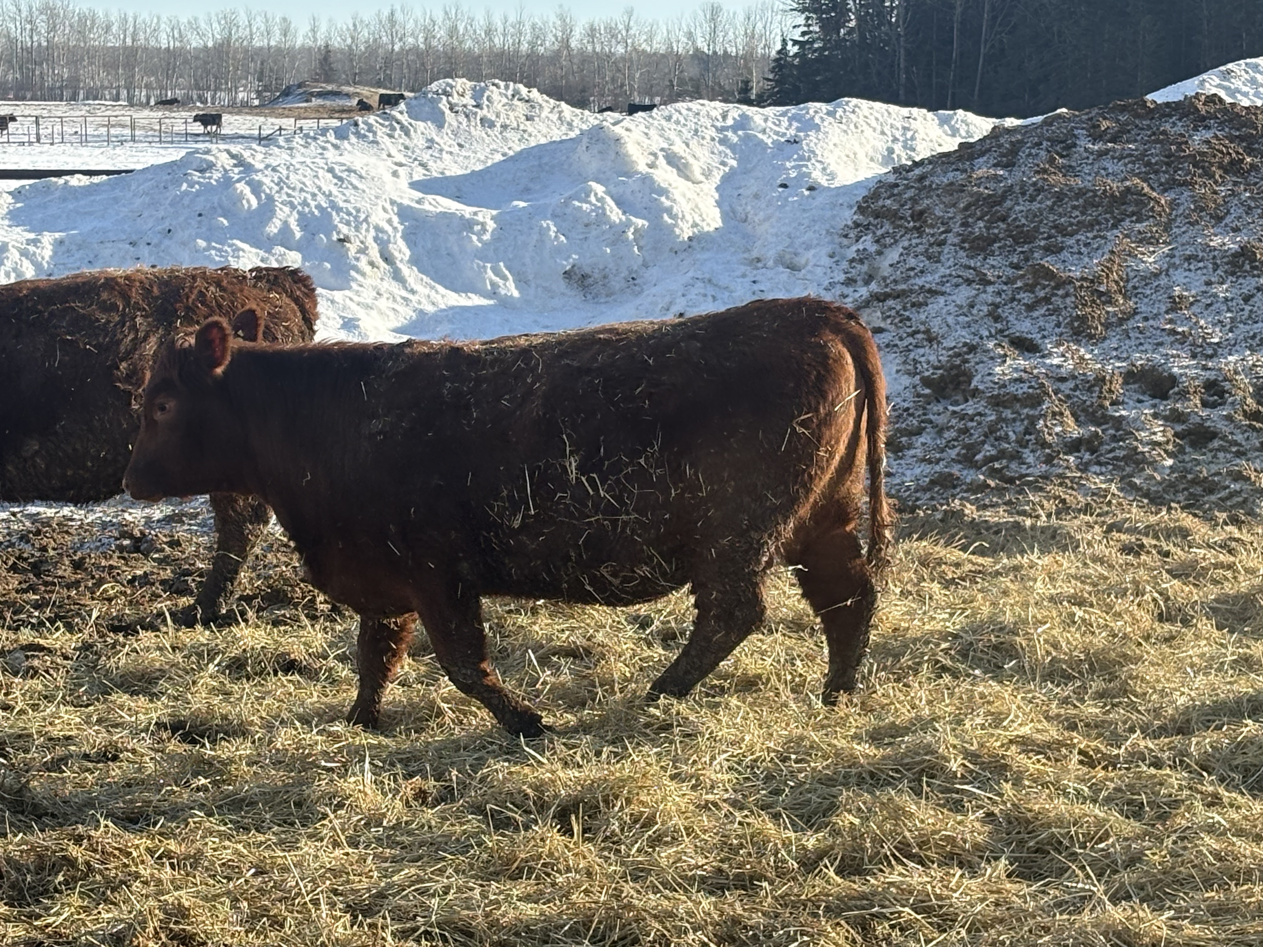 Northern Livestock Sales