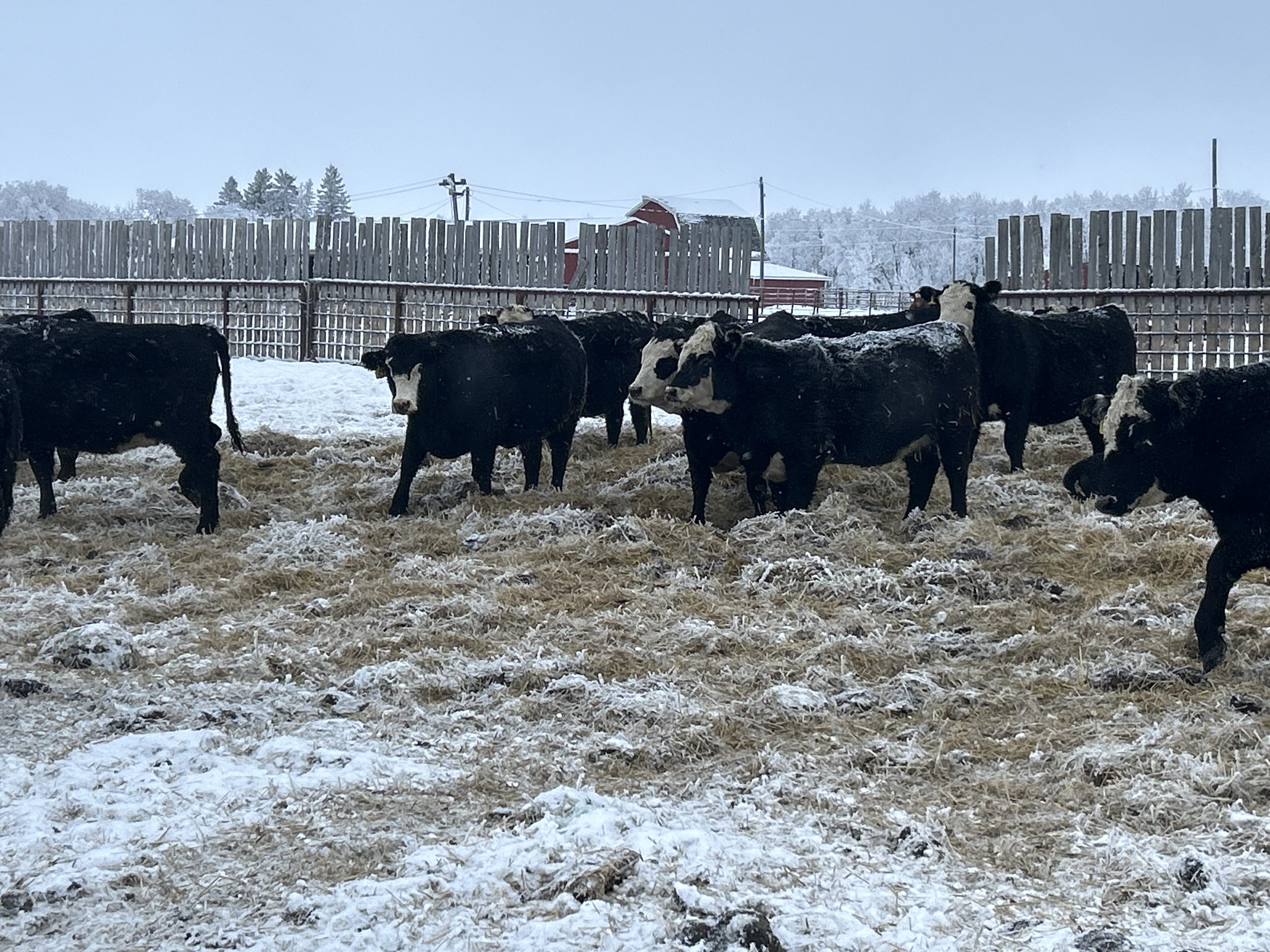 Northern Livestock Sales