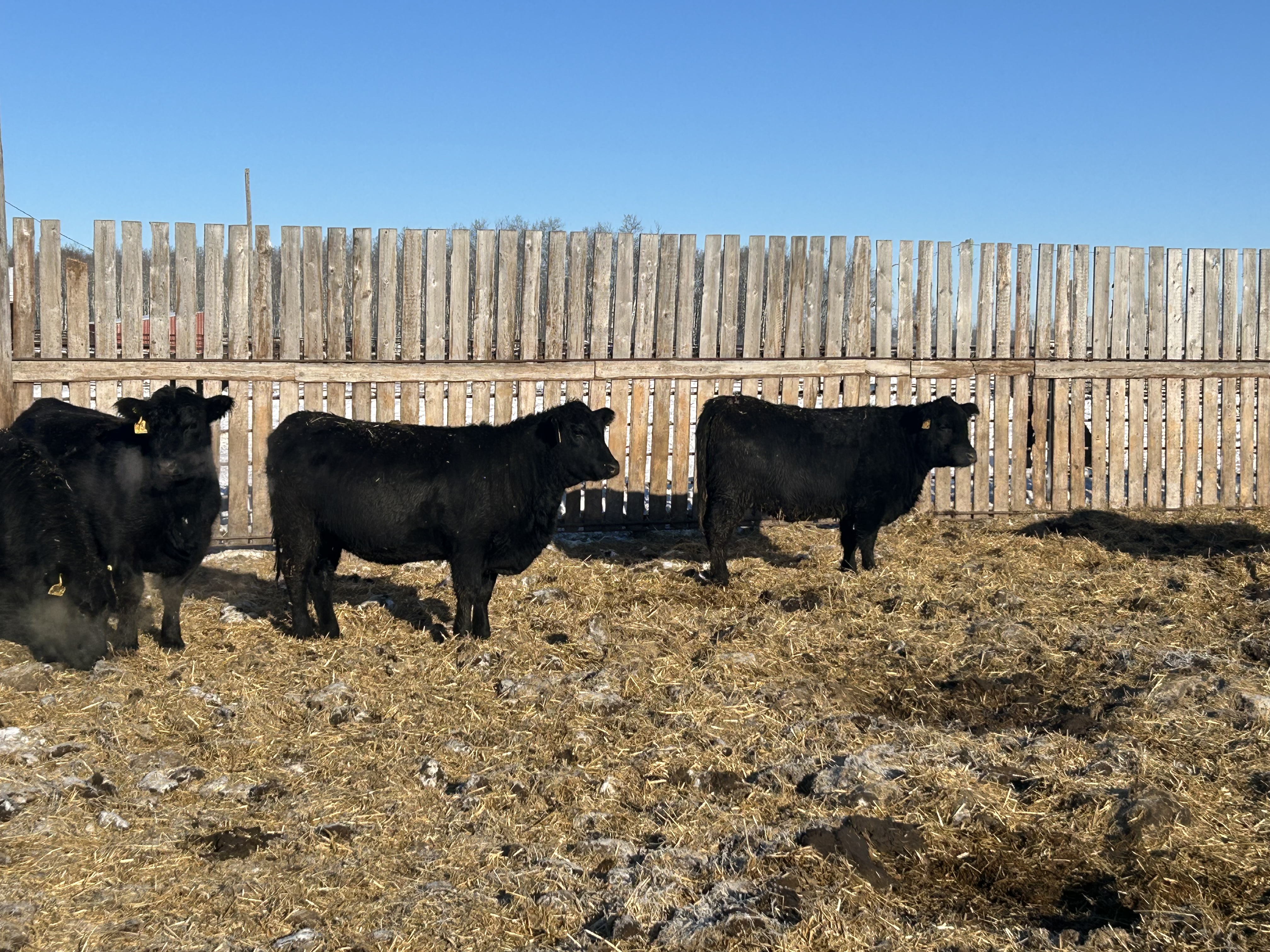 Northern Livestock Sales