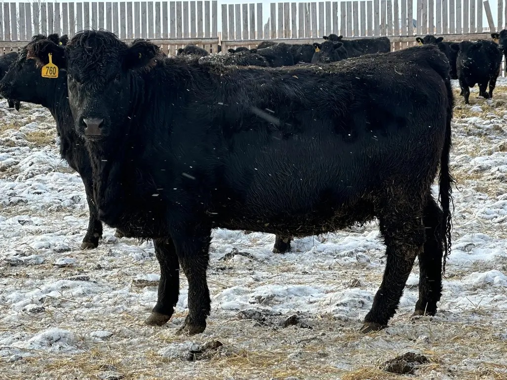 Northern Livestock Sales