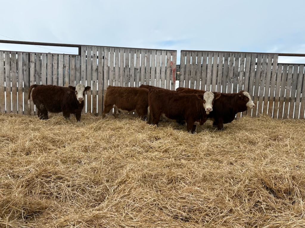 Northern Livestock Sales