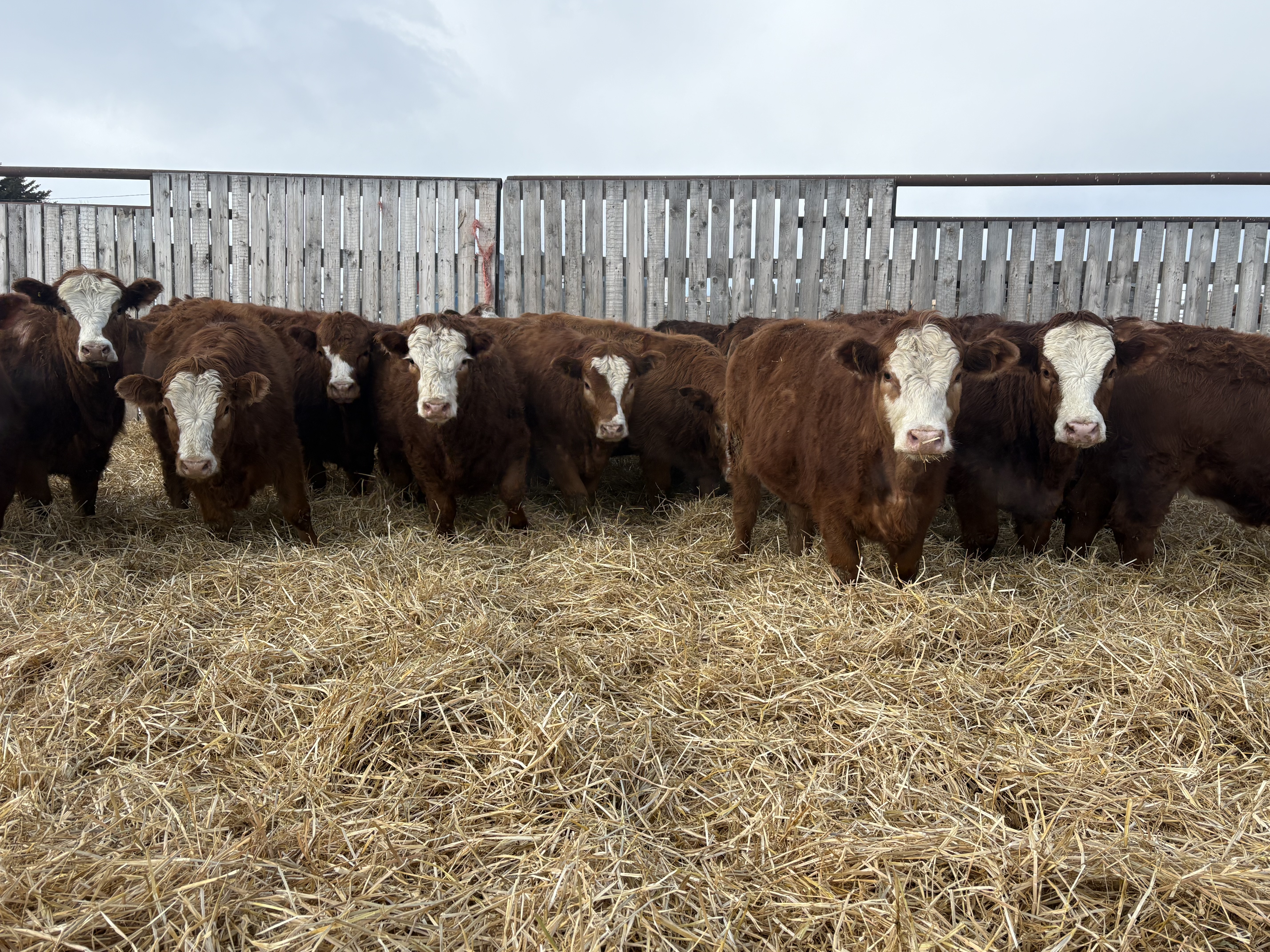 Northern Livestock Sales